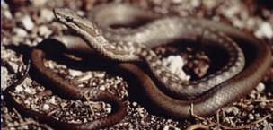 The Antiguan Racer Snake Conservation Project | Whitley Award